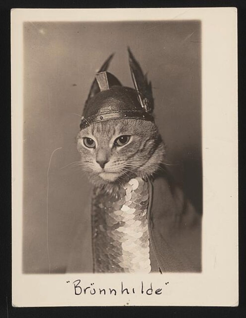 The Library of Congress has released a new free-to-use photo of a cat ...
