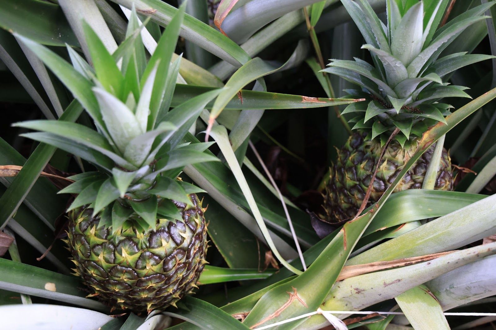 Semafor Flagship: New pineapples, old techno | Semafor