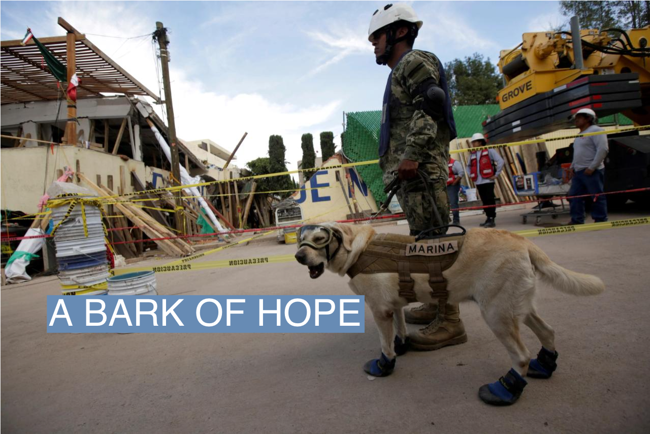 Frida, Mexico’s beloved search-and-rescue dog, dies at 13 | Semafor