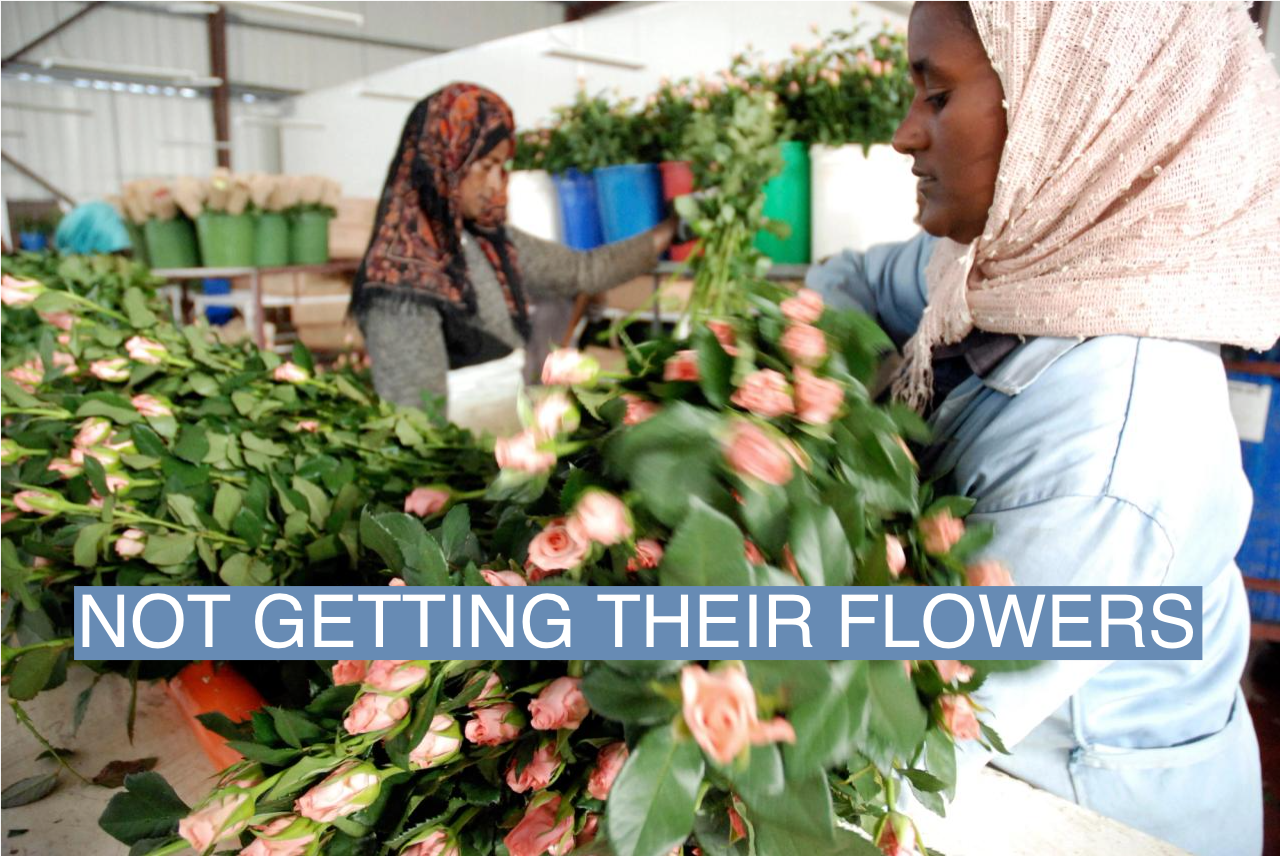 Flower Export Business In Ethiopia | Best Flower Site