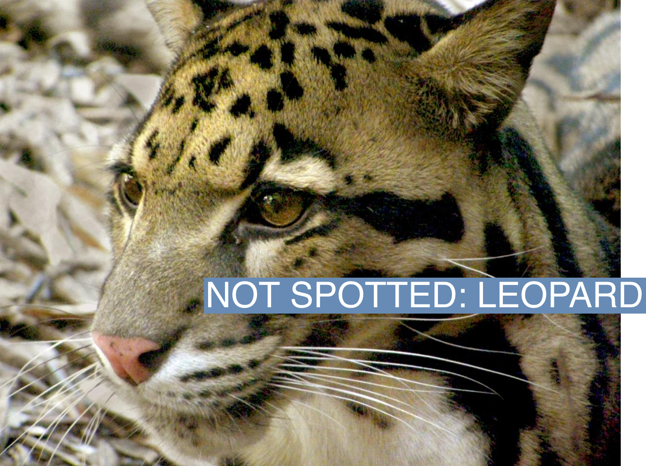 Dallas Zoo’s missing clouded leopard has been found | Semafor