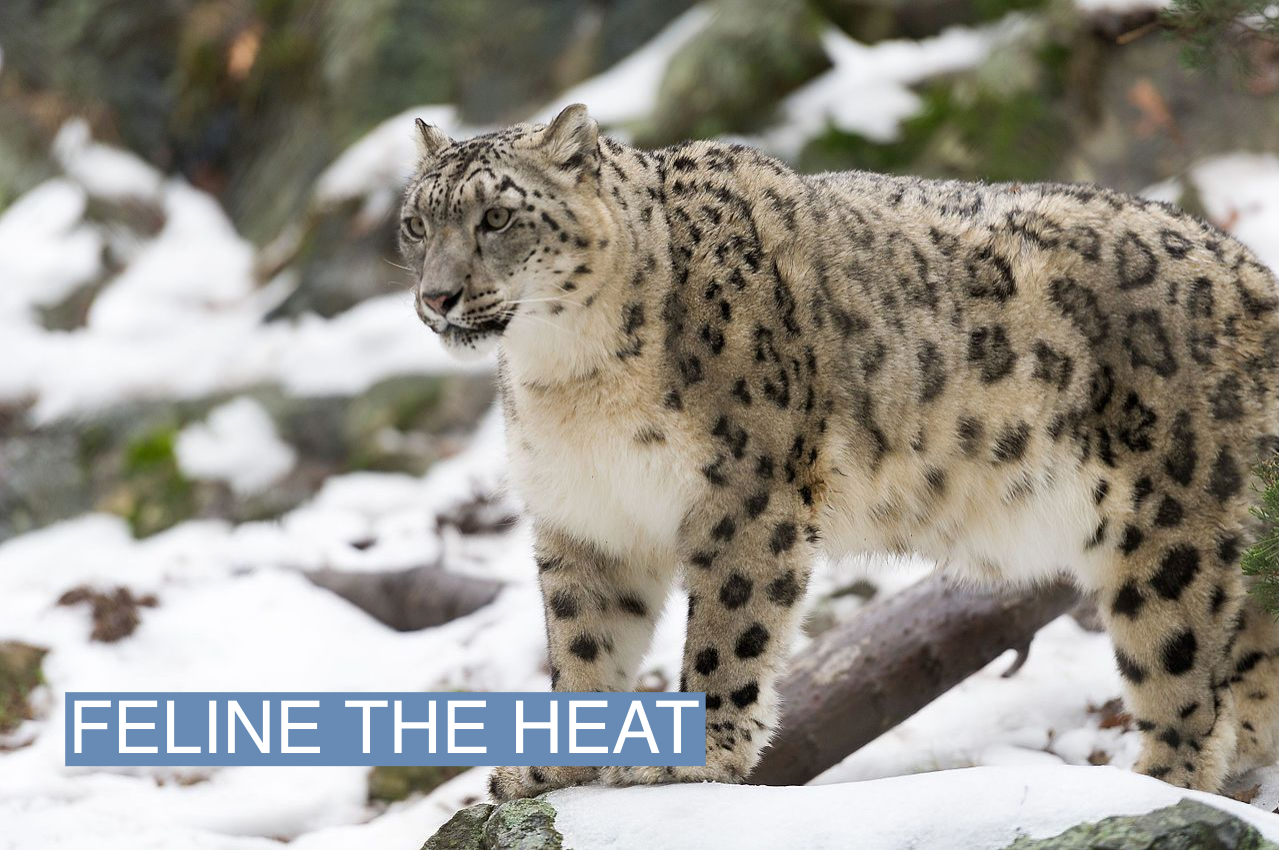 Semafor Flagship: Dogfights and catfights | Semafor