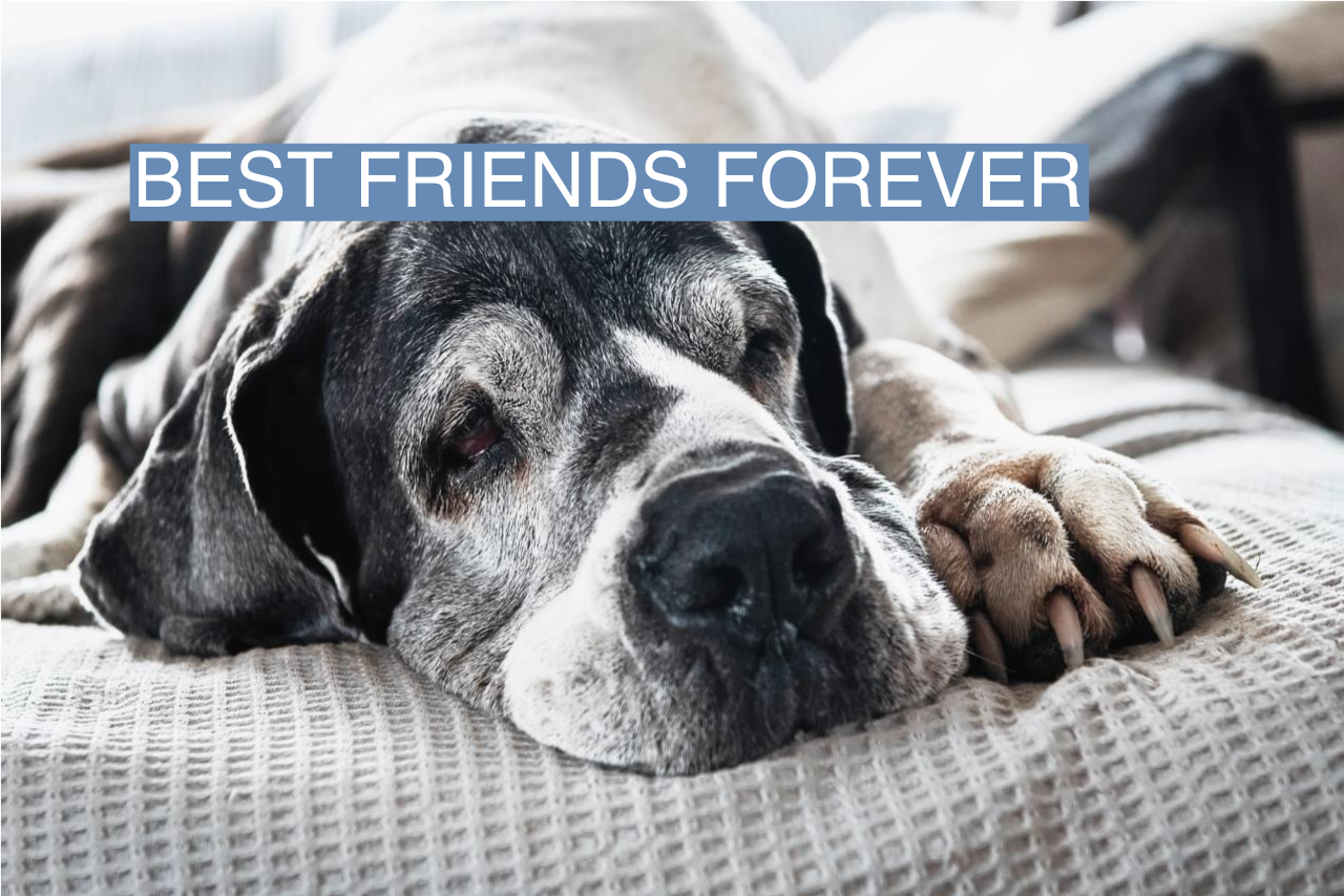 First anti-aging pill for dogs enters clinical trials | Semafor